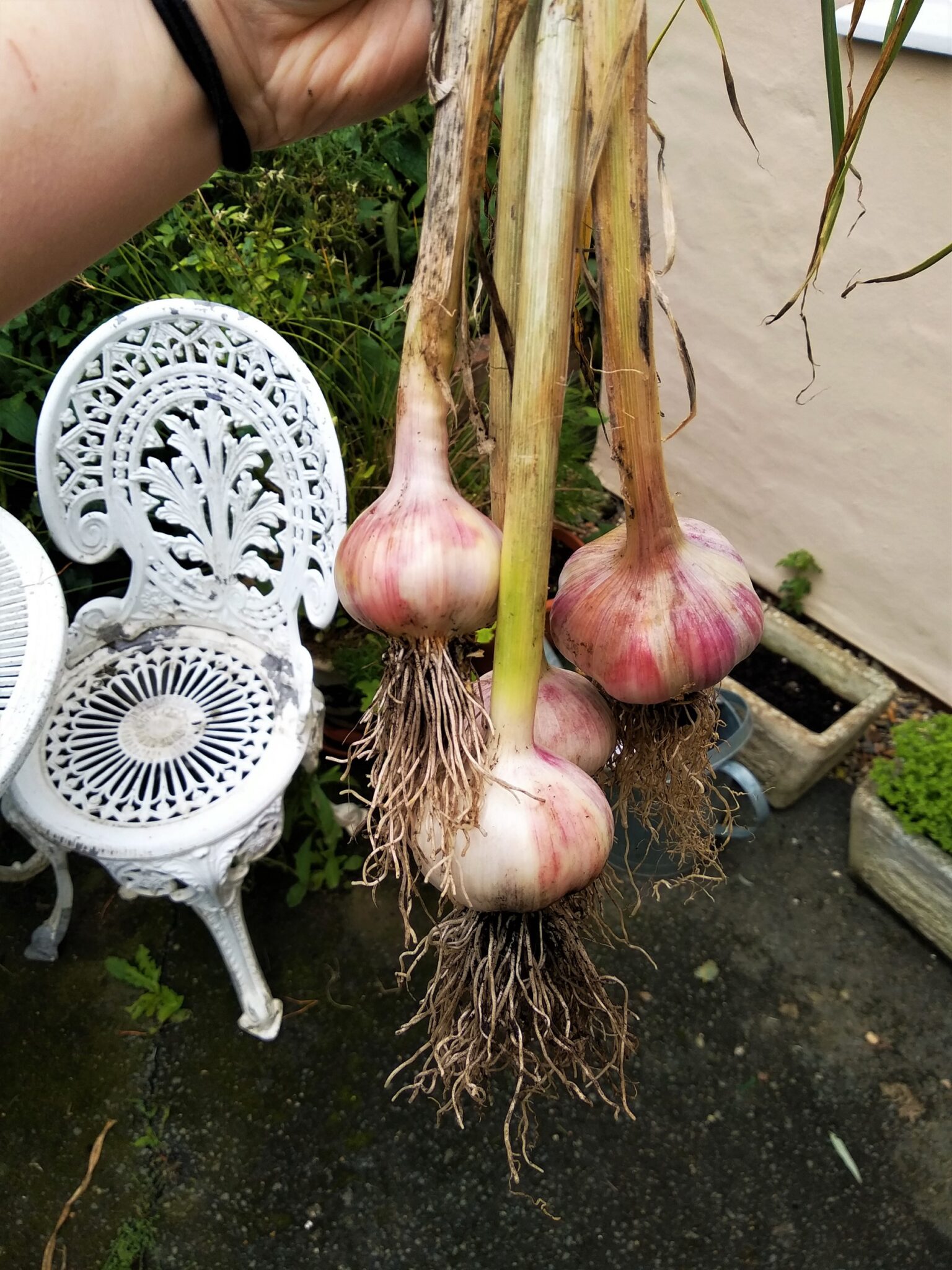 Grow Garlic At Home It s The Best Thing I ve Done In Years IW Blog grow-garlic-at-home-it-s-the-best-thing-i-ve-done-in-years-iw-blog